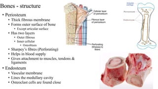 skeletal system21-22.pptx