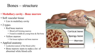skeletal system21-22.pptx