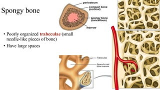 skeletal system21-22.pptx