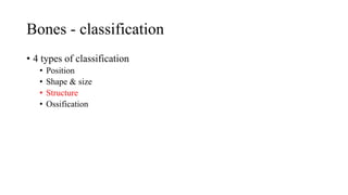 skeletal system21-22.pptx