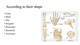 skeletal system21-22.pptx