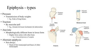 skeletal system21-22.pptx