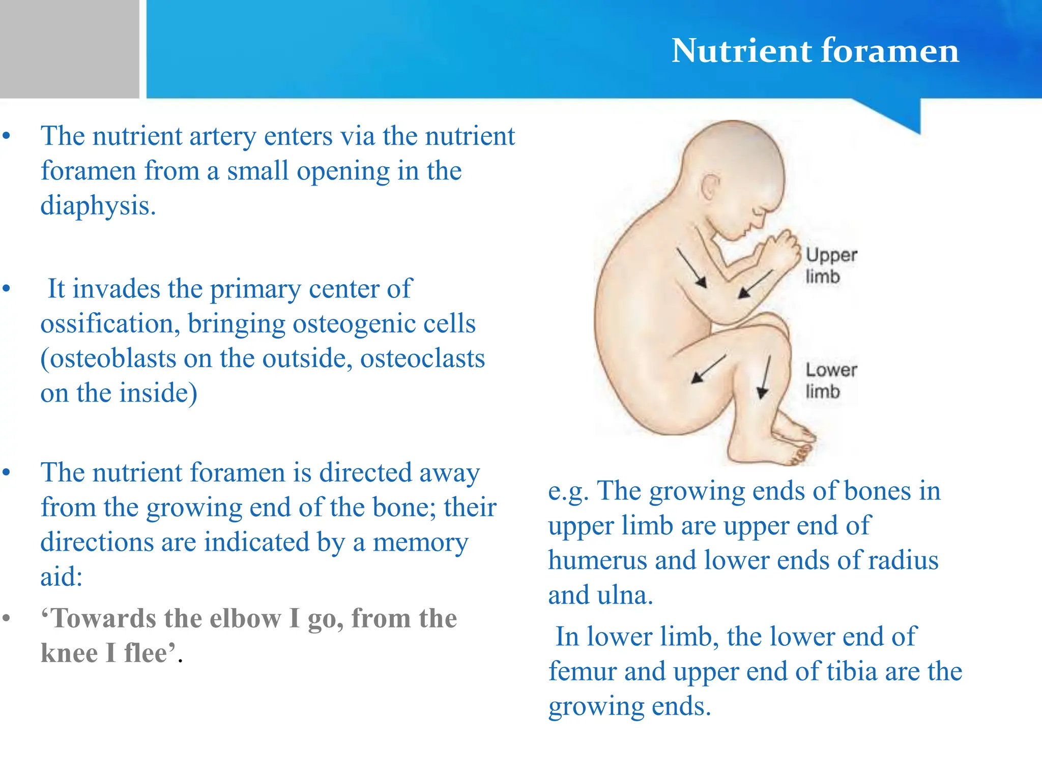 skeletal system and its mobility and function | PPTX