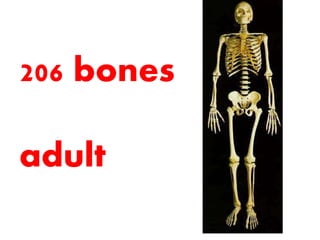 Skeletal system grade IV | PPTX