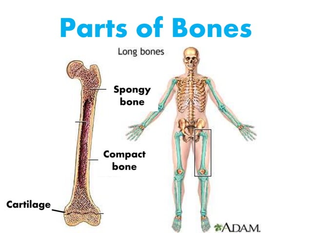 Skeletal system grade IV