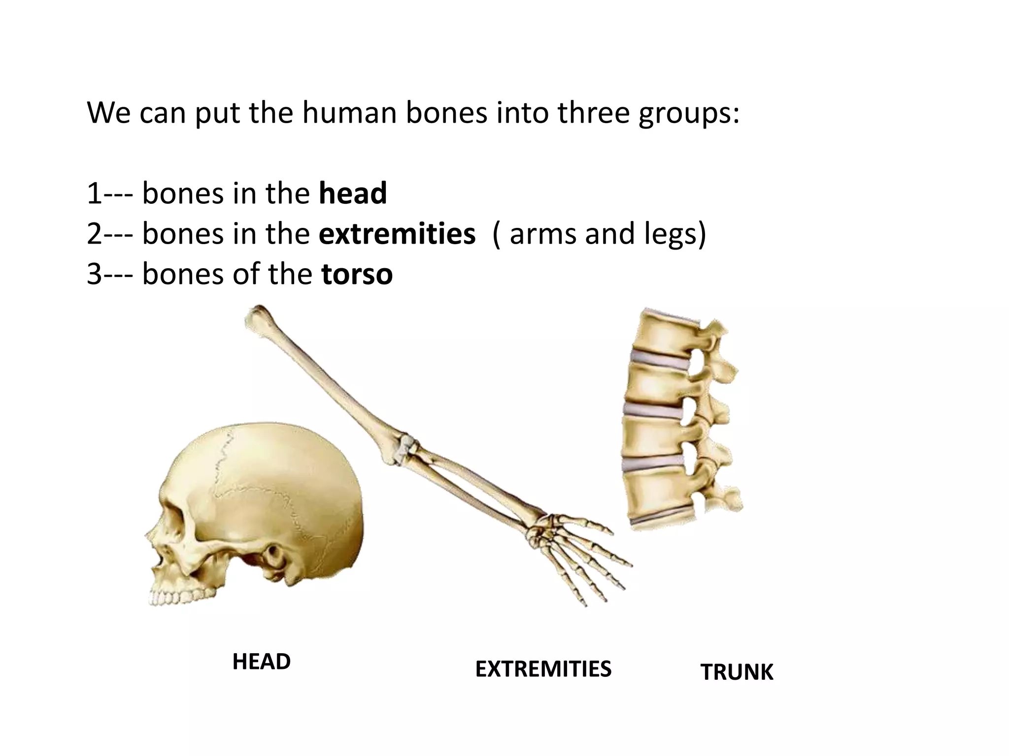 Skeletal system 6 | PPTX