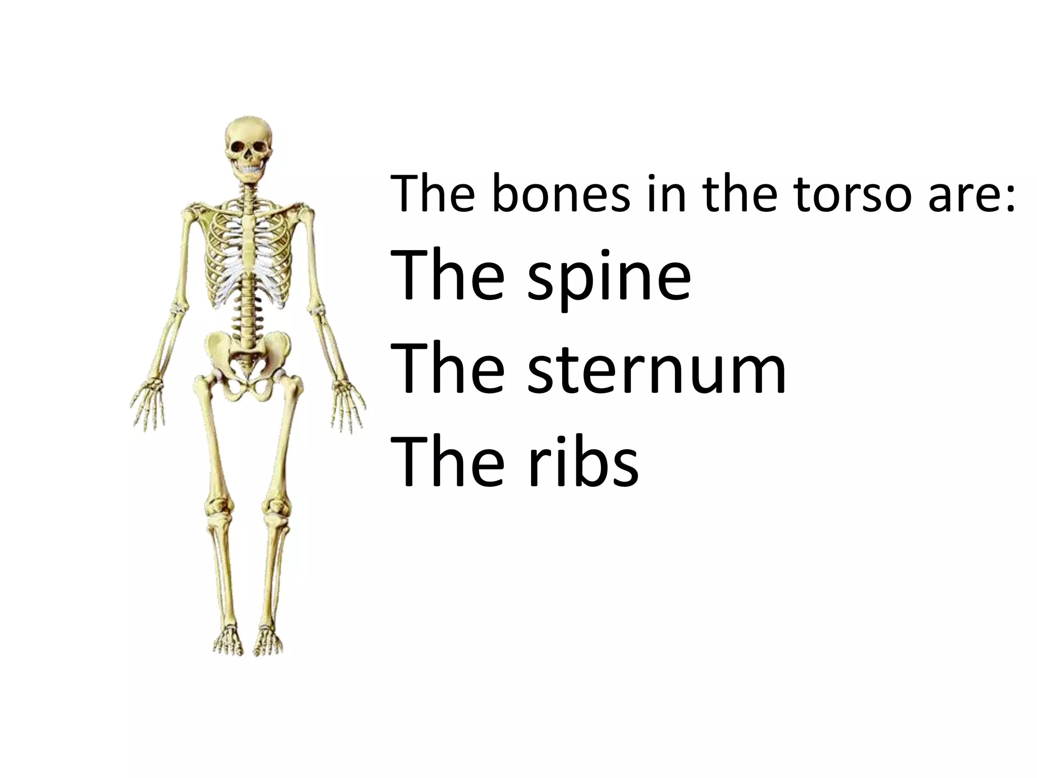 Skeletal system 6 | PPTX