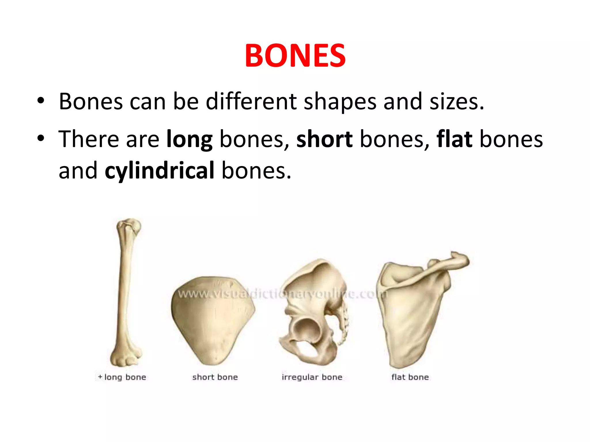 Skeletal system 6 | PPTX
