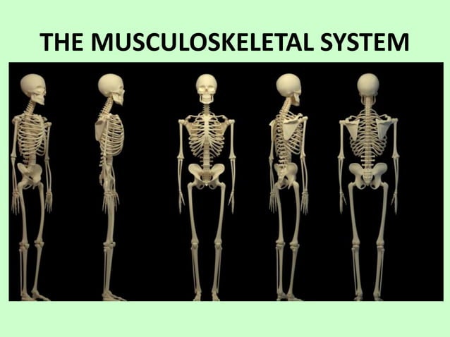 Skeletal system 6 | PPT