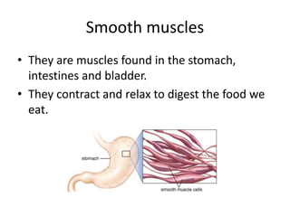 Skeletal system 6 | PPT