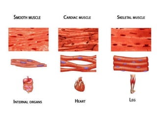 Skeletal system 6 | PPT