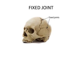 Skeletal system 6 | PPT