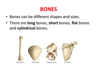 Skeletal system 6 | PPT