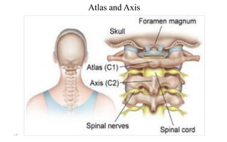 Skeletal system anatomy 2 salah nazar | PDF | Death, Injury, or ...