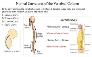 Skeletal system anatomy 2 salah nazar | PDF