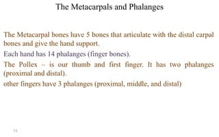 Skeletal system anatomy 3 | PPTX