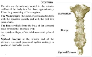 Skeletal system anatomy 3 | PPTX
