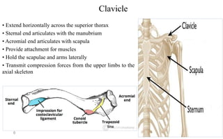 Skeletal system anatomy 3 | PPTX