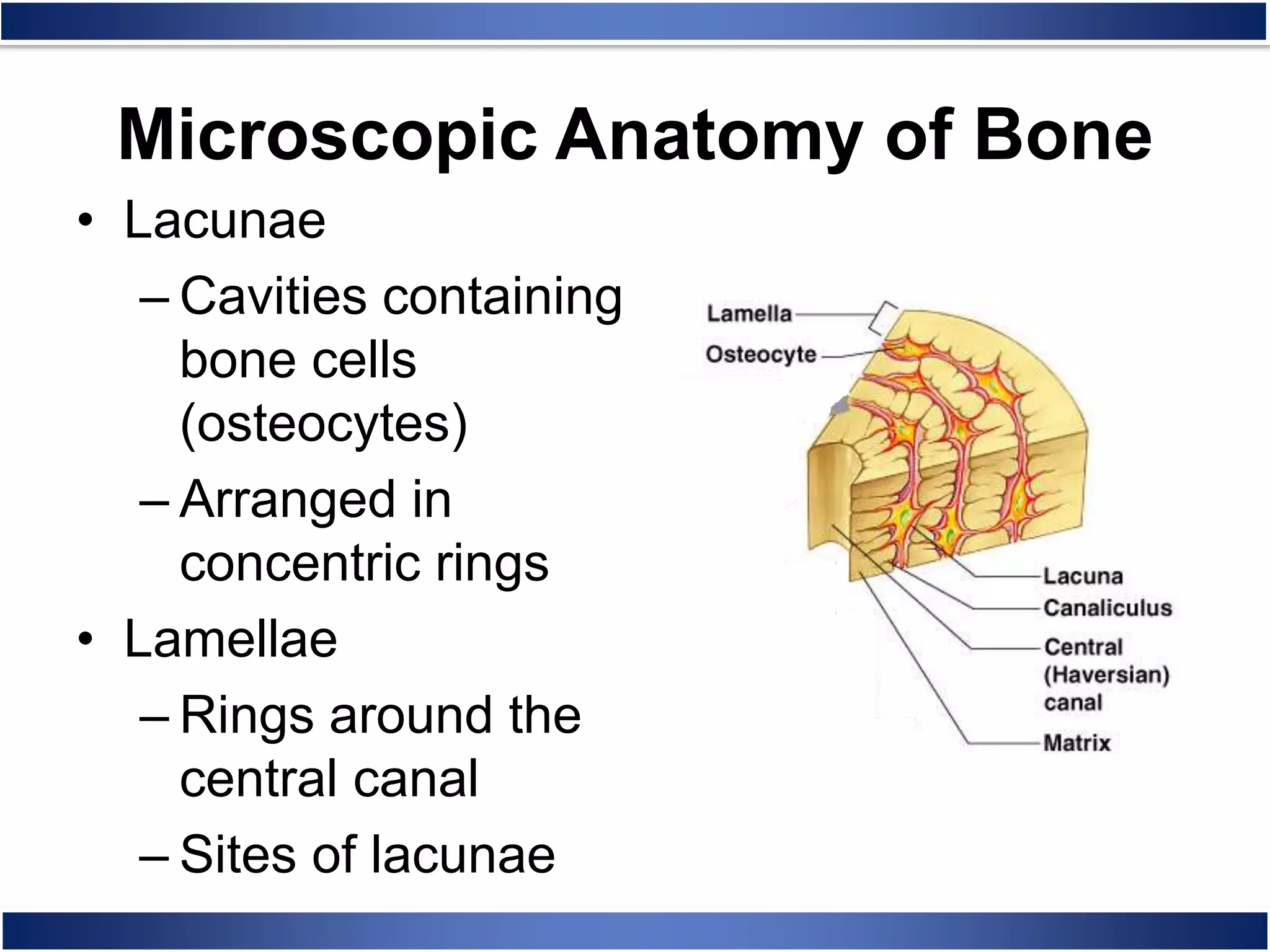 Skeletal System Anatomy and Physiology | PPTX