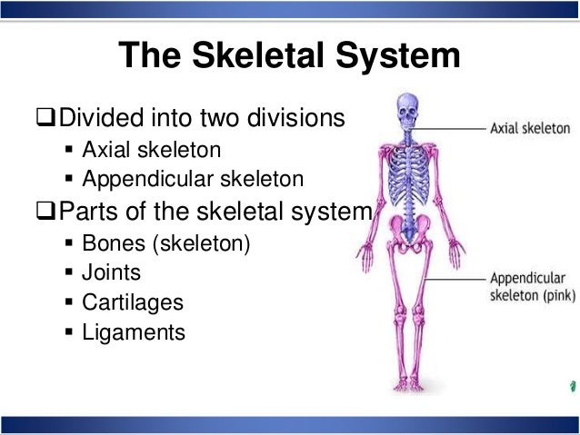 Skeletal System Anatomy And Physiology Skeletal System Anatomy And Physiology