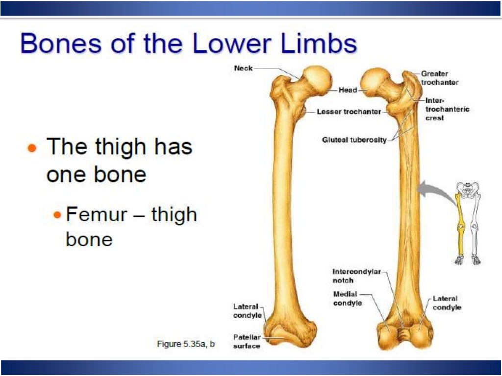 anatomy and physiology skeletal system anatomy and physiology skeletal system