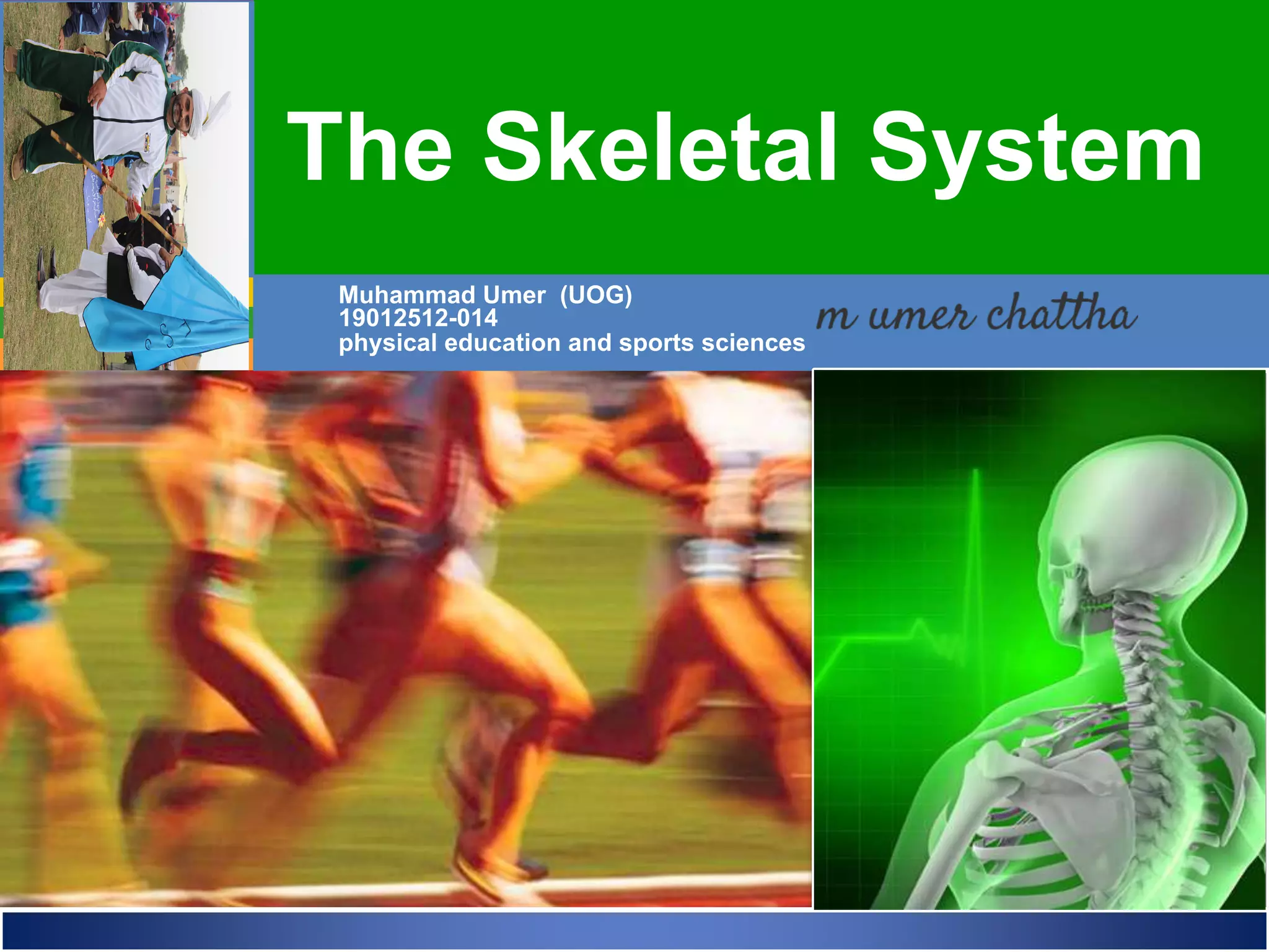 Skeletal system anatomy physiology | PPT