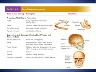 Skeletal system anatomy physiology | PDF