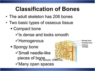 Skeletal system anatomy physiology | PDF