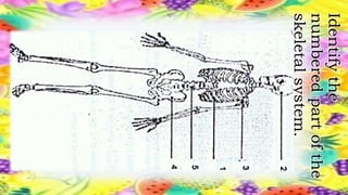 SKELETAL SYSTEM AND ITS FUNCTIONS2023.ppt