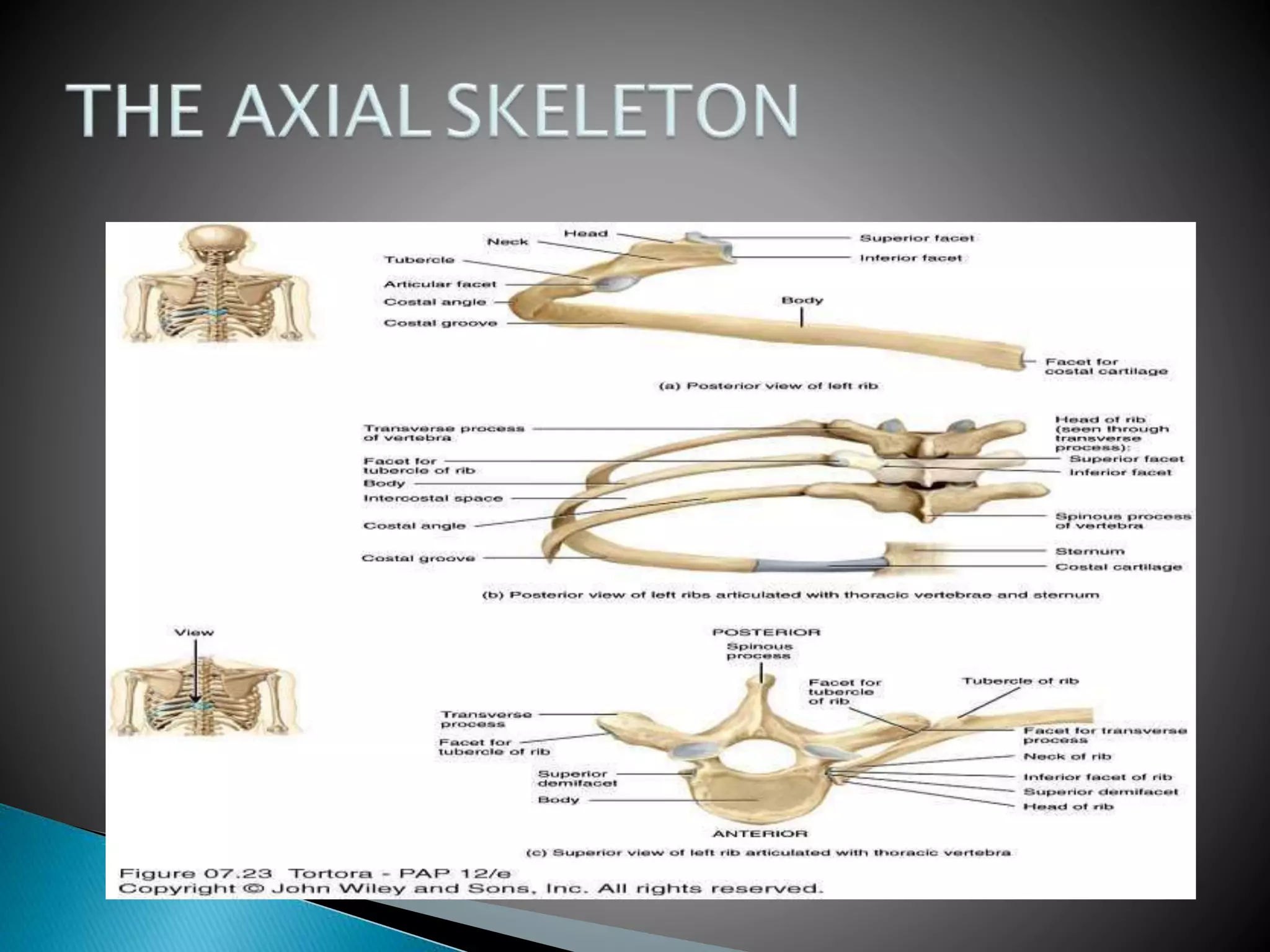 Skeletal system | PPTX
