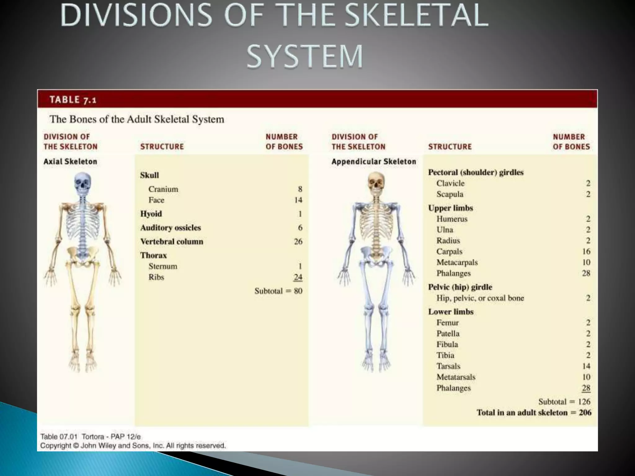 Skeletal system | PPTX