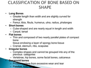 Skeletal system | PPTX