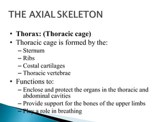 Skeletal system | PPT