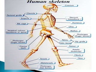Skeletal system | PPT