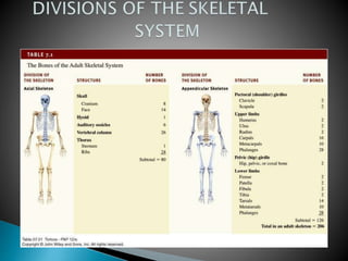 Skeletal system | PPT