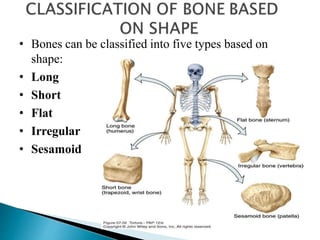 Skeletal system | PPT