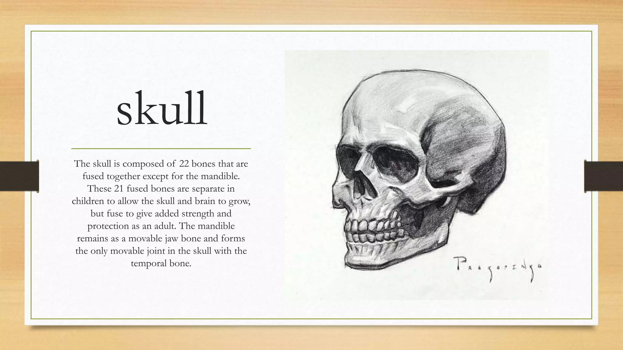 Skeletal system asil pair | PPTX | Death, Injury, or Military Conflict | Sensitive Topics