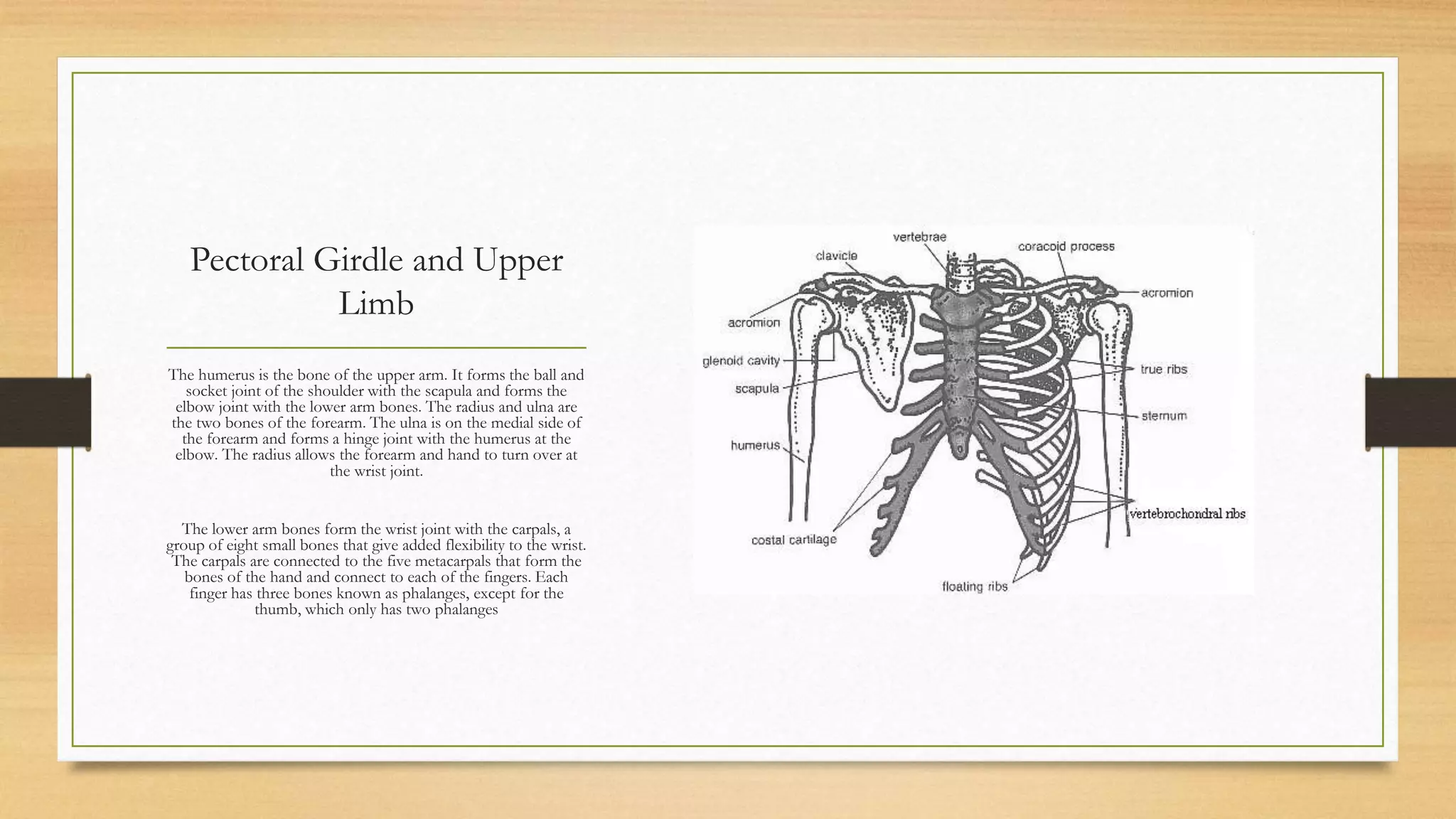 Skeletal system asil pair | PPTX | Death, Injury, or Military Conflict | Sensitive Topics