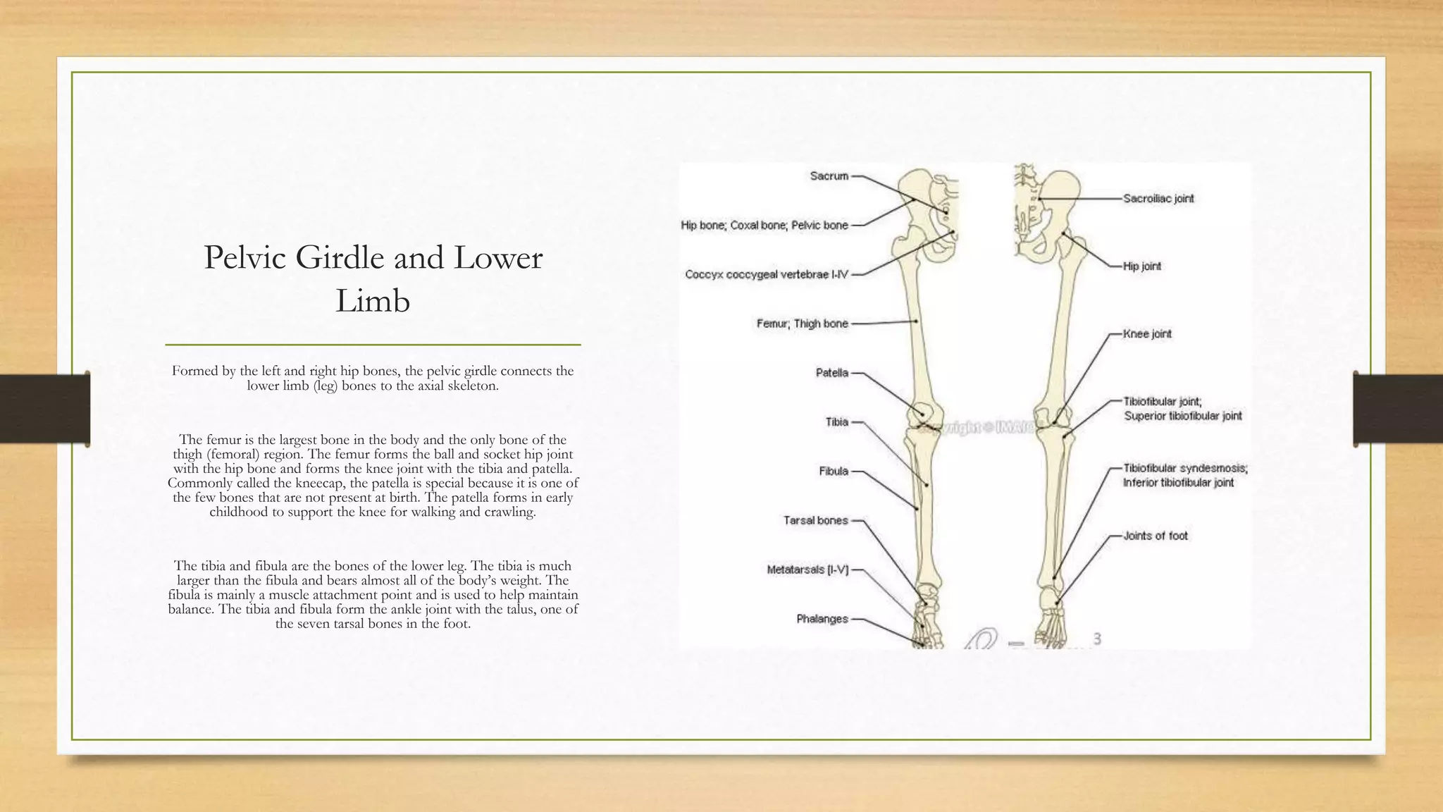 Skeletal system asil pair | PPTX | Death, Injury, or Military Conflict | Sensitive Topics