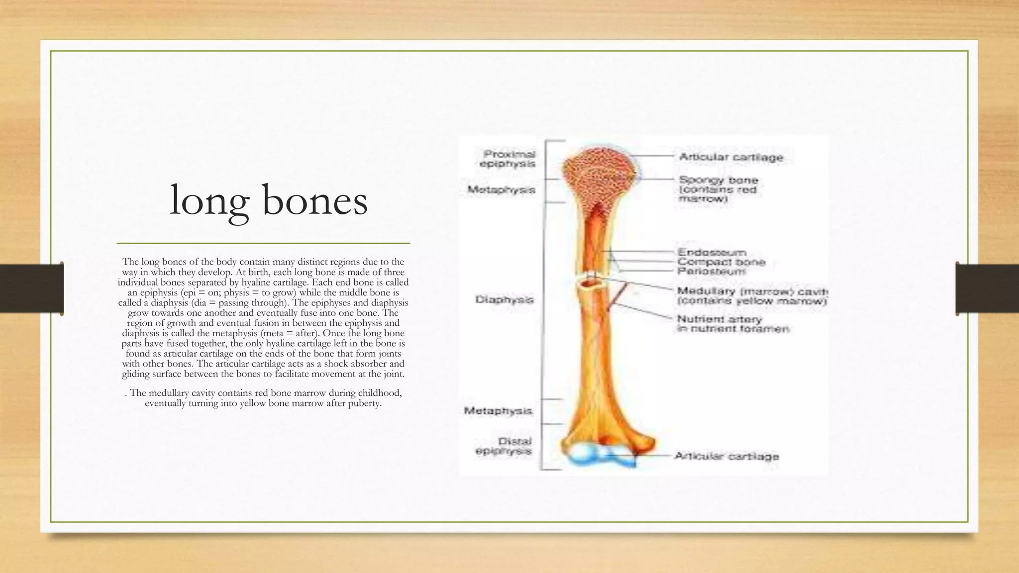 Skeletal system asil pair | PPTX | Death, Injury, or Military Conflict | Sensitive Topics