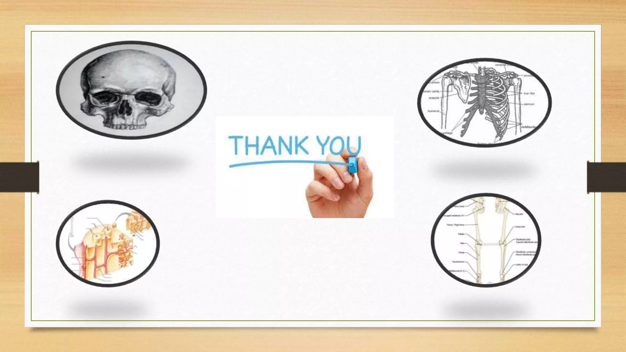Skeletal system asil pair | PPTX | Death, Injury, or Military Conflict | Sensitive Topics