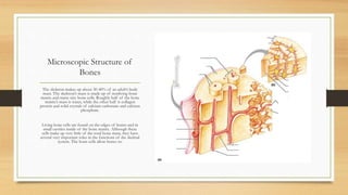 Skeletal system asil pair | PPTX | Death, Injury, or Military Conflict | Sensitive Topics