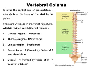 Unlocking the Secrets of the Skeletal System: Relevance for Nursing | PPTX