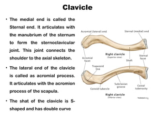 Unlocking the Secrets of the Skeletal System: Relevance for Nursing | PPTX