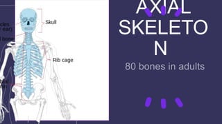 Skeletal System Axial.pptx