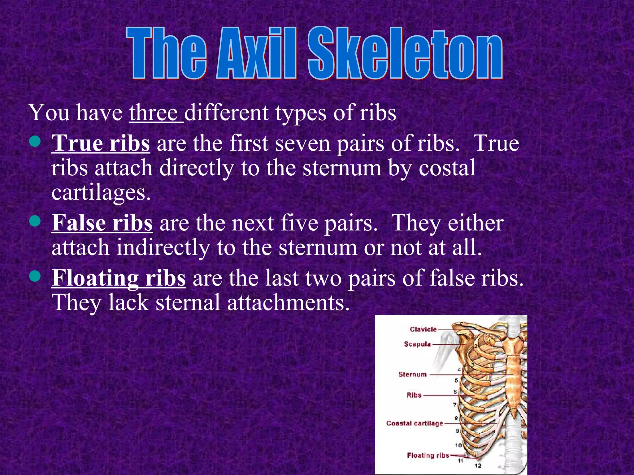 Skeletal system axil & appendicular skeleton powerpoint (chapter 6) | PPT