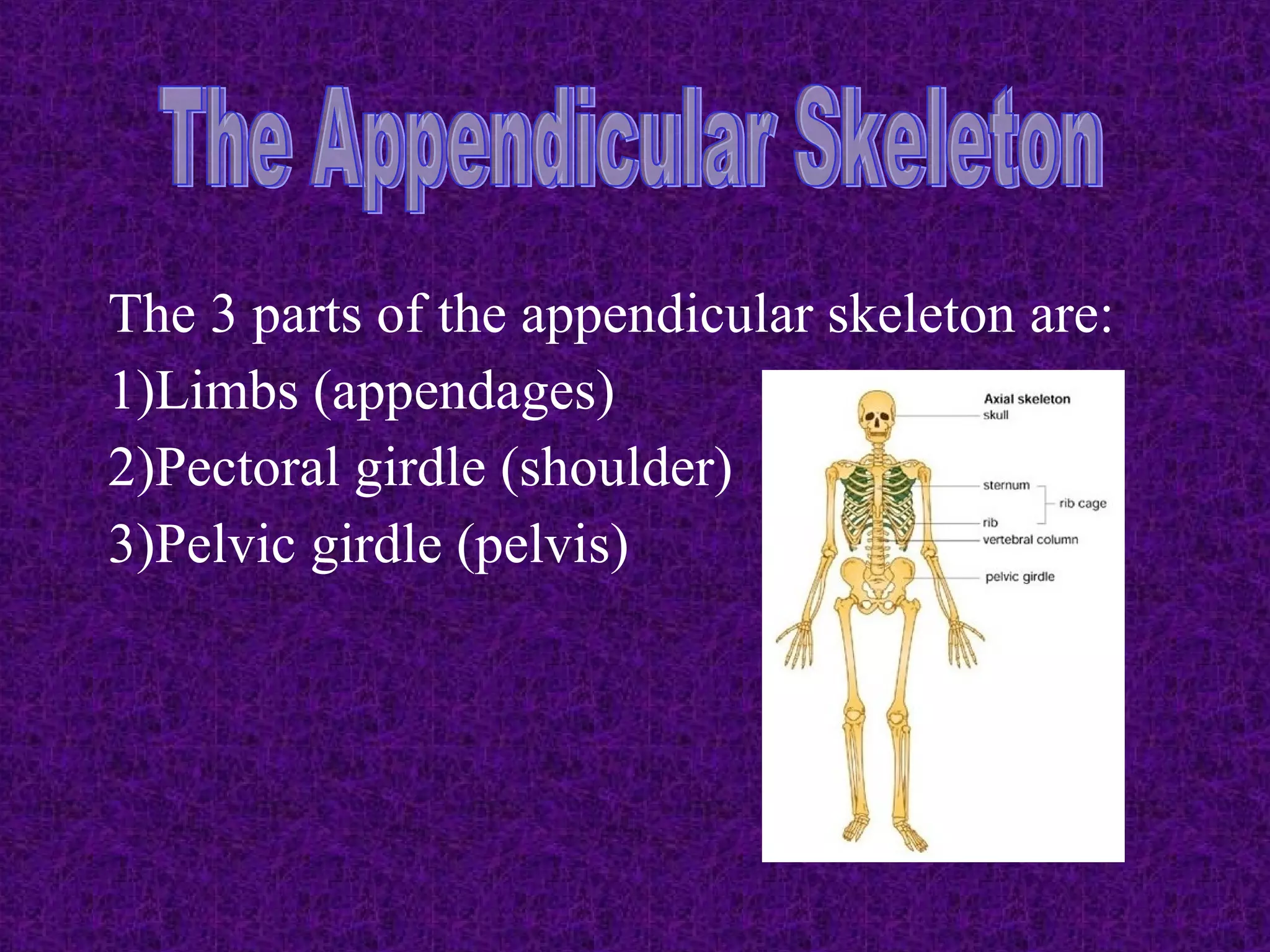 Skeletal system axil & appendicular skeleton powerpoint (chapter 6) | PPT