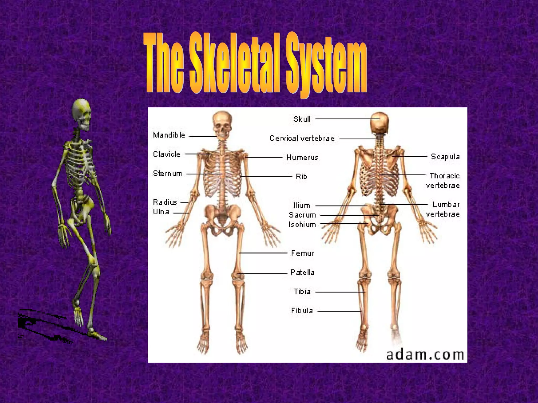 Skeletal system axil & appendicular skeleton powerpoint (chapter 6) | PPT