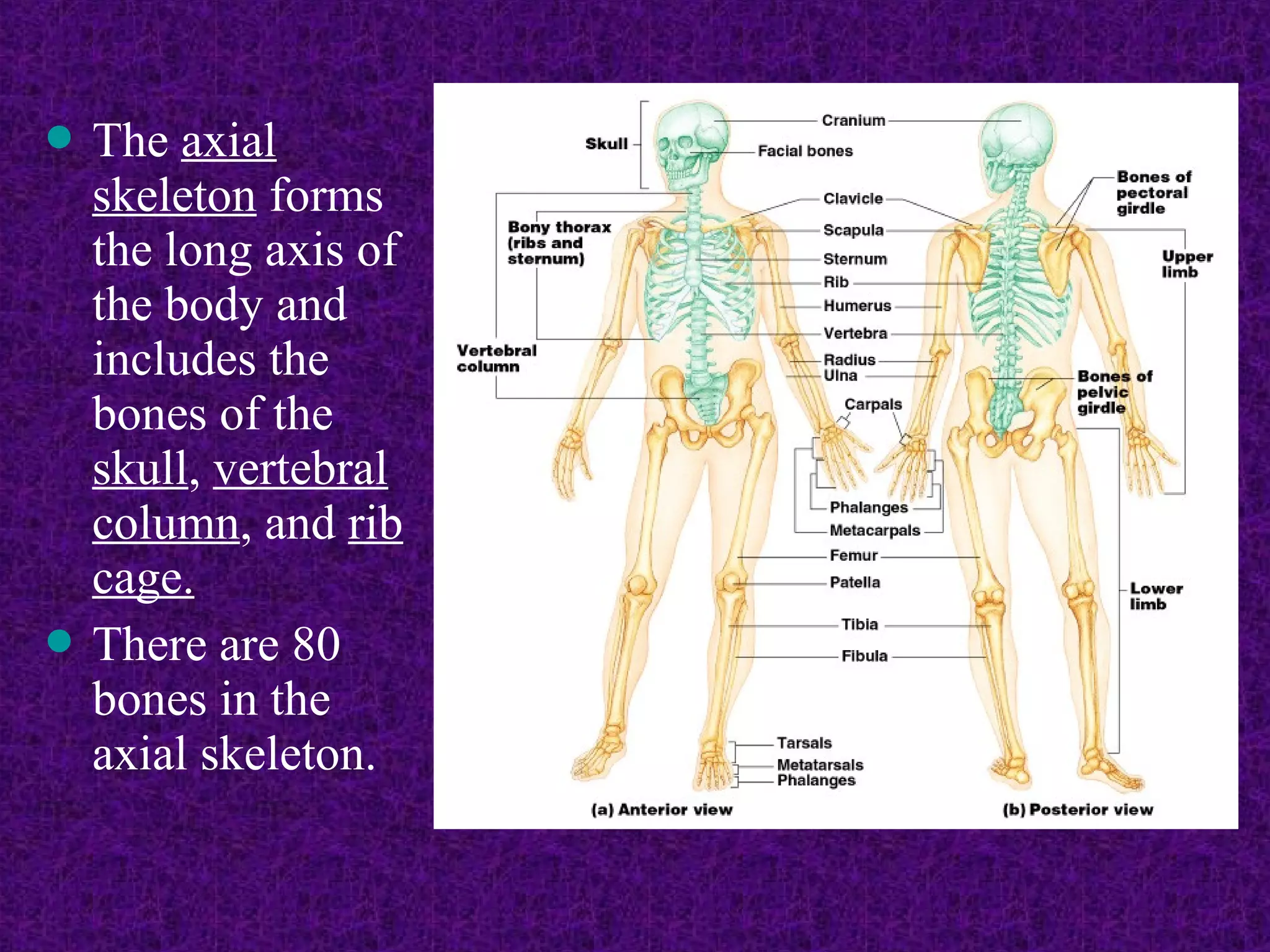 Skeletal system axil & appendicular skeleton powerpoint (chapter 6) | PPT