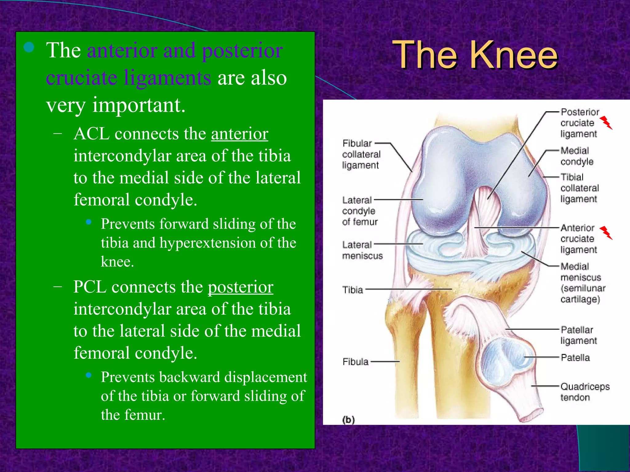 Skeletal system axil & appendicular skeleton powerpoint (chapter 6) | PPT